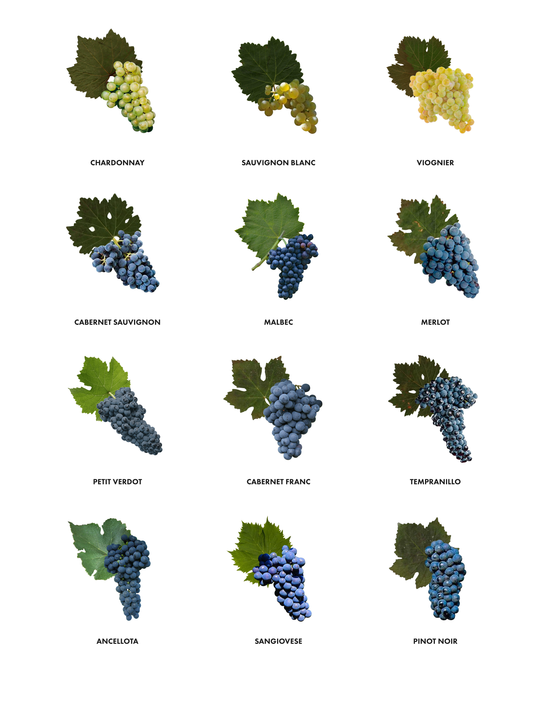 12 Cepas – Bodega Dos Hemisferios